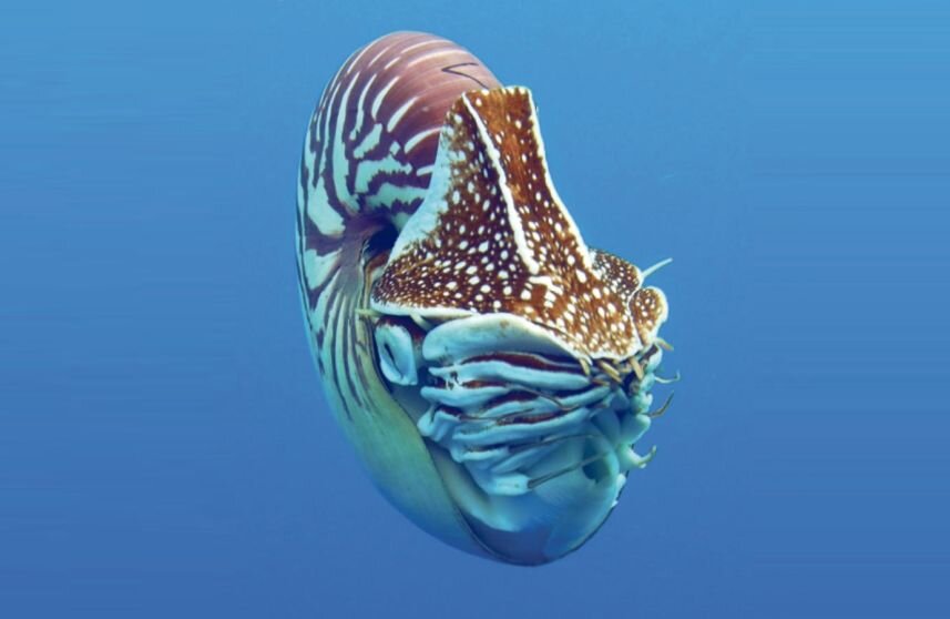 Идентифицирани са три нови вида наутилуси | Животът