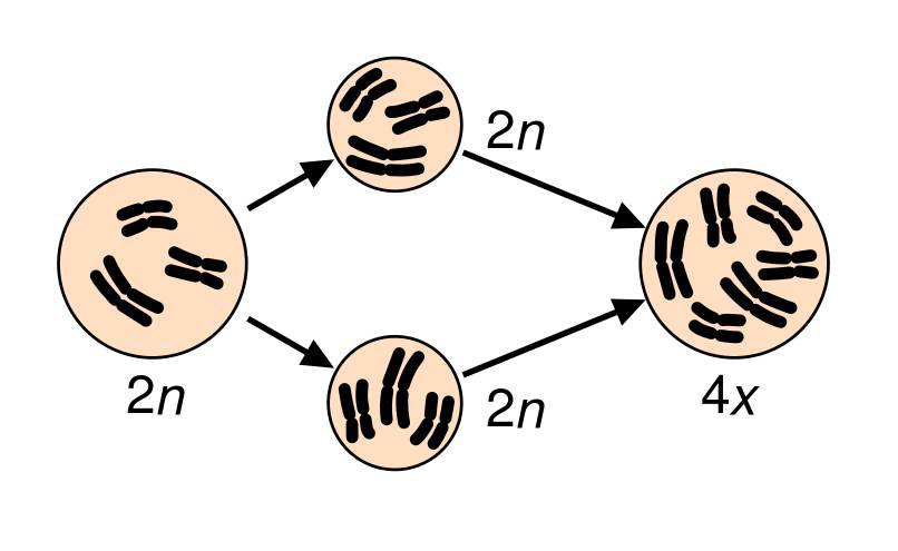 Как се получават хибридите? | Животът