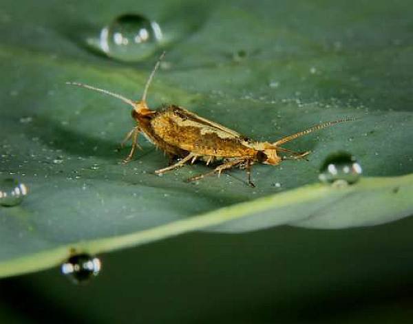 Измислиха как вредните насекоми да се самоунищажават | Животът