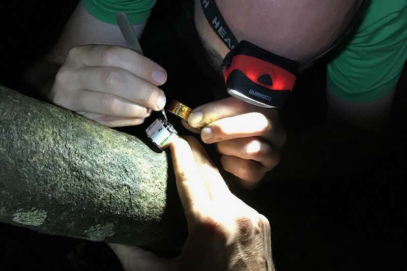 Пън, който би трябвало да е мъртъв, е поддържан жив от близките дървета ...